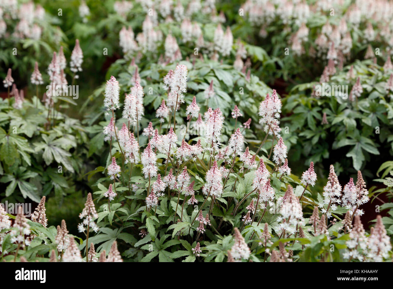 Close-up on tiarella flowers Stock Photo - Alamy