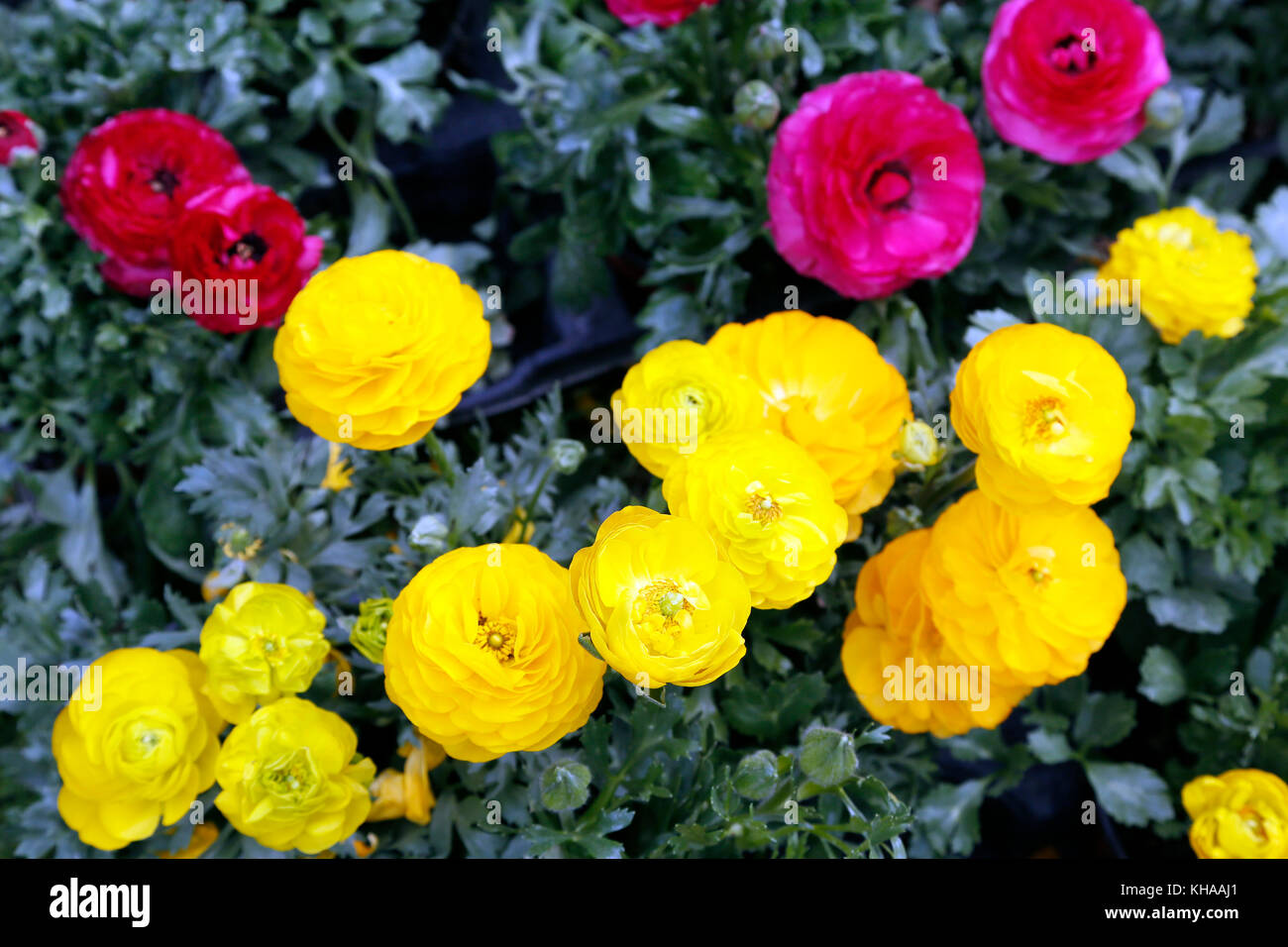 Close-up on buttercup flowers Stock Photo - Alamy