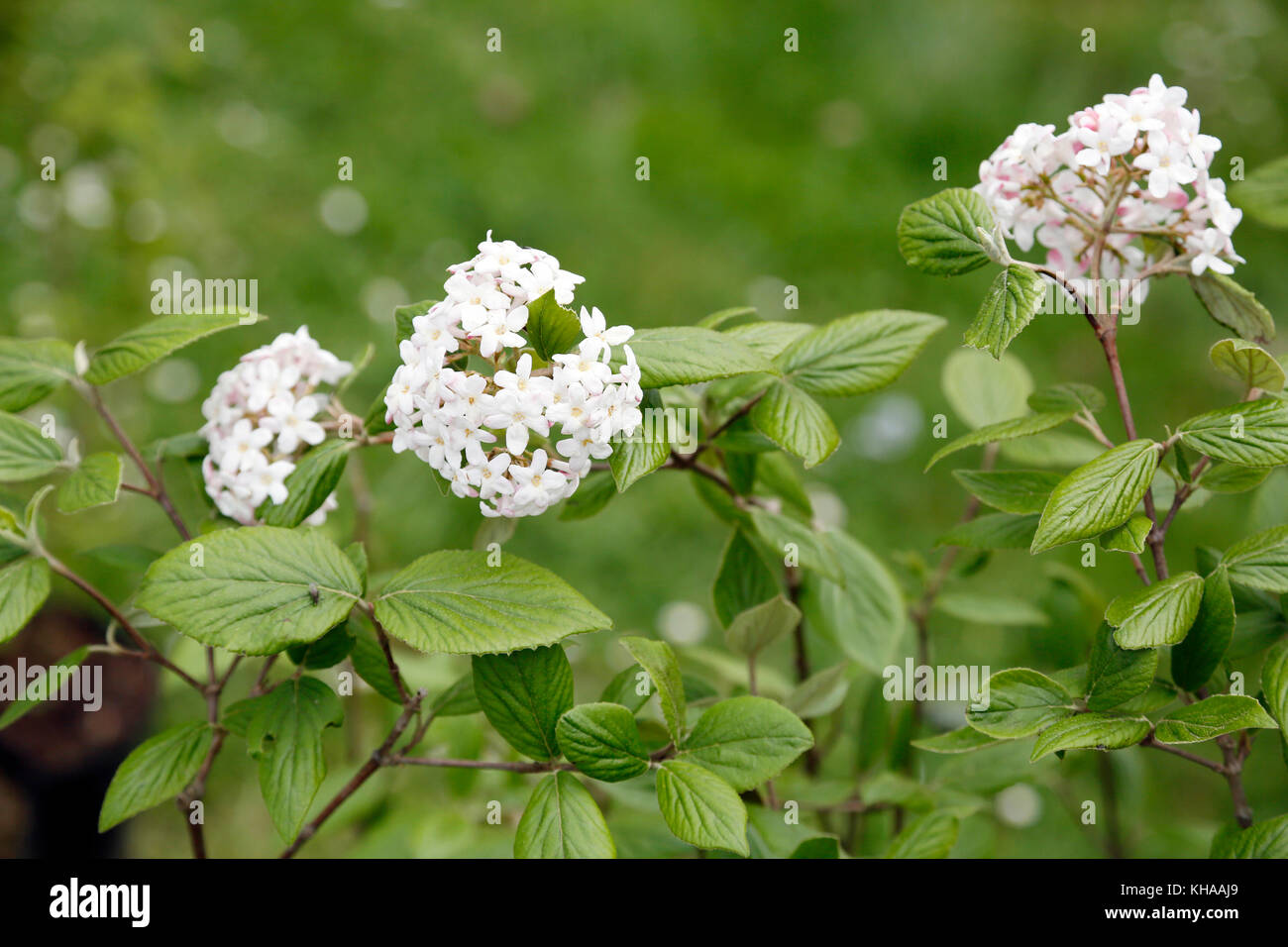 Close up of flowers viburnum Mohawk Stock Photo - Alamy