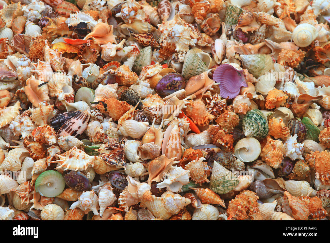 Asia, China, Shandong Province, Qingdao. Shells Stock Photo - Alamy