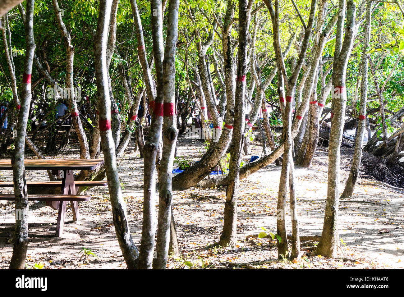 Hippomane mancinella, toxic tree, Tartane's beach, Caravelle's ...