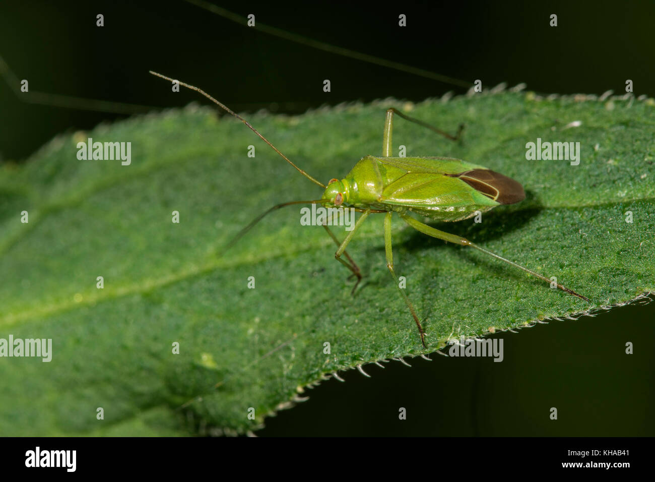 Calocoris affinis hi-res stock photography and images - Alamy