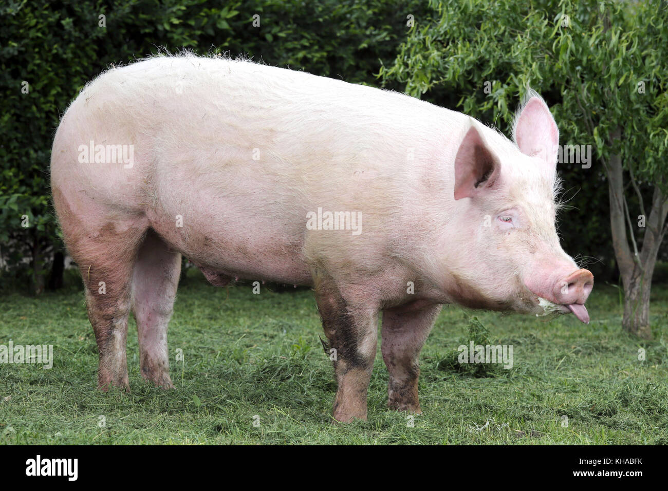 Side view photo of a young domestic pig sow on animal farm summertime ...