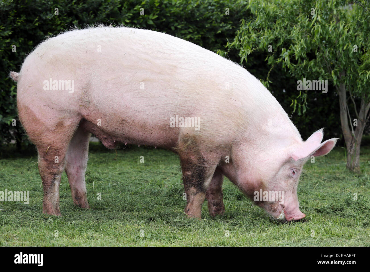 Side view photo of a young domestic pig sow on animal farm summertime ...