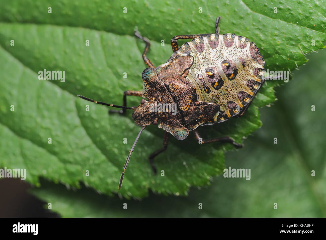 Forest Shieldbug final instar nymph (Pentatoma rufipes) on leaf ...