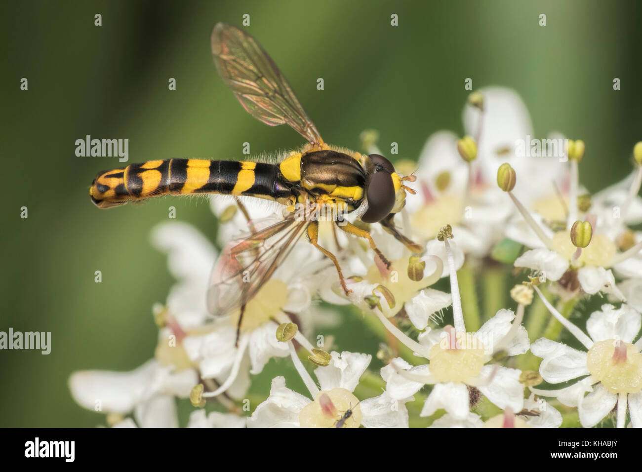 Long Hoverfly (Sphaerophoria scripta) on umbellifer. Tipperary, Ireland ...