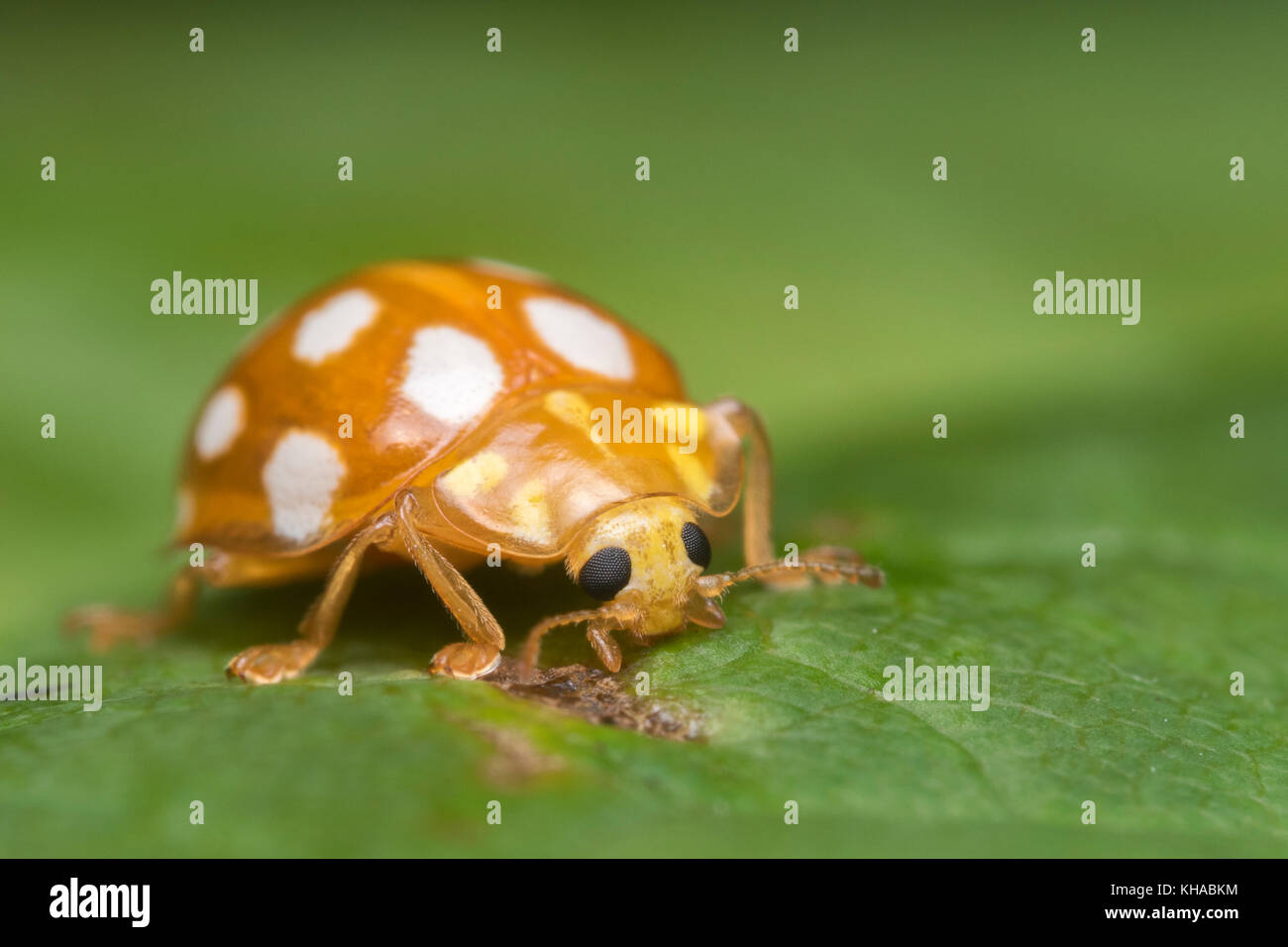 Orange Ladybird (Halyzia 16-guttata) on Sycamore leaf. Tipperary ...