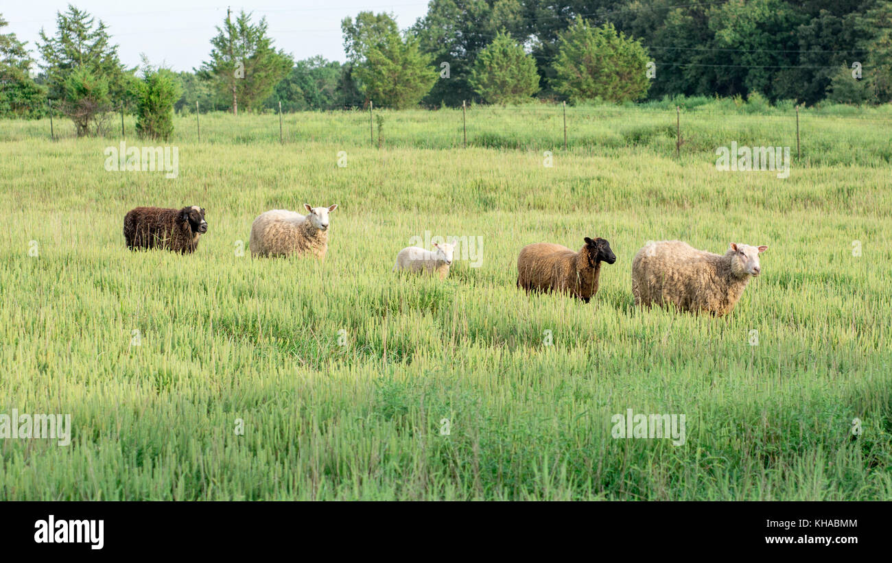 Line of Sheep Walking Through Tall Grass Stock Photo - Alamy