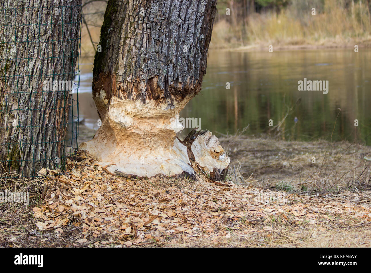 Beavers building a dam in a river in the middle of forest. Macro shot ...