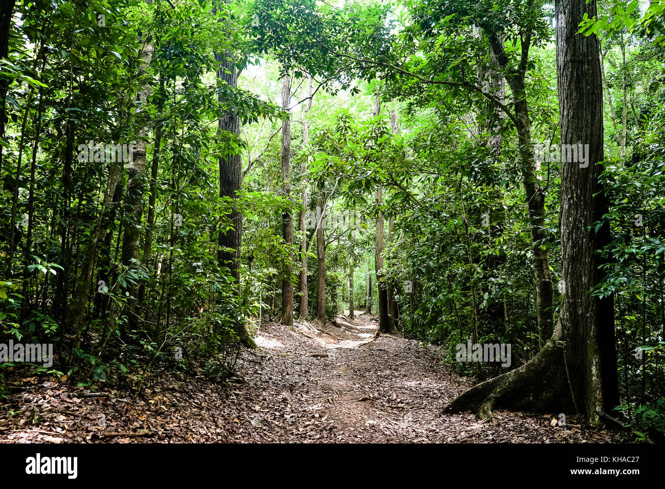 trail in the Montravail's forest, Martinique, France Stock Photo - Alamy