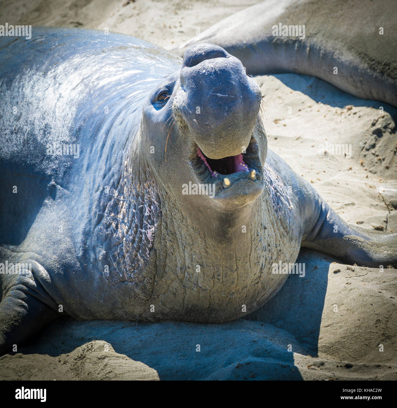 Northern Elephant Seal (Mirounga angustirostris) with threatening ...