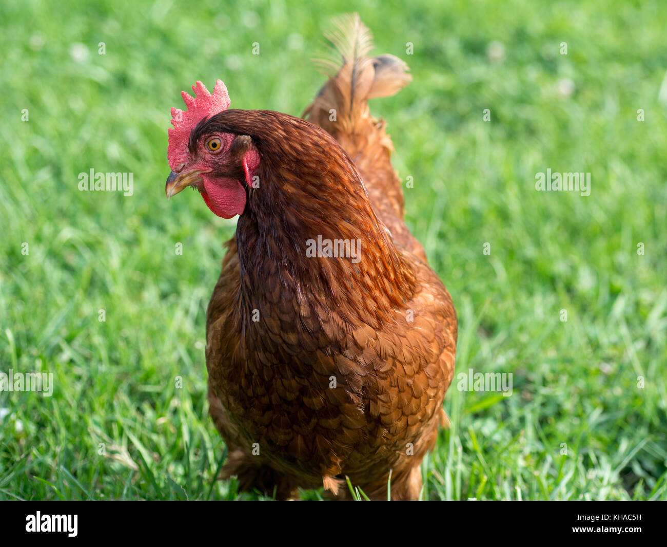 Red hen hi-res stock photography and images - Alamy