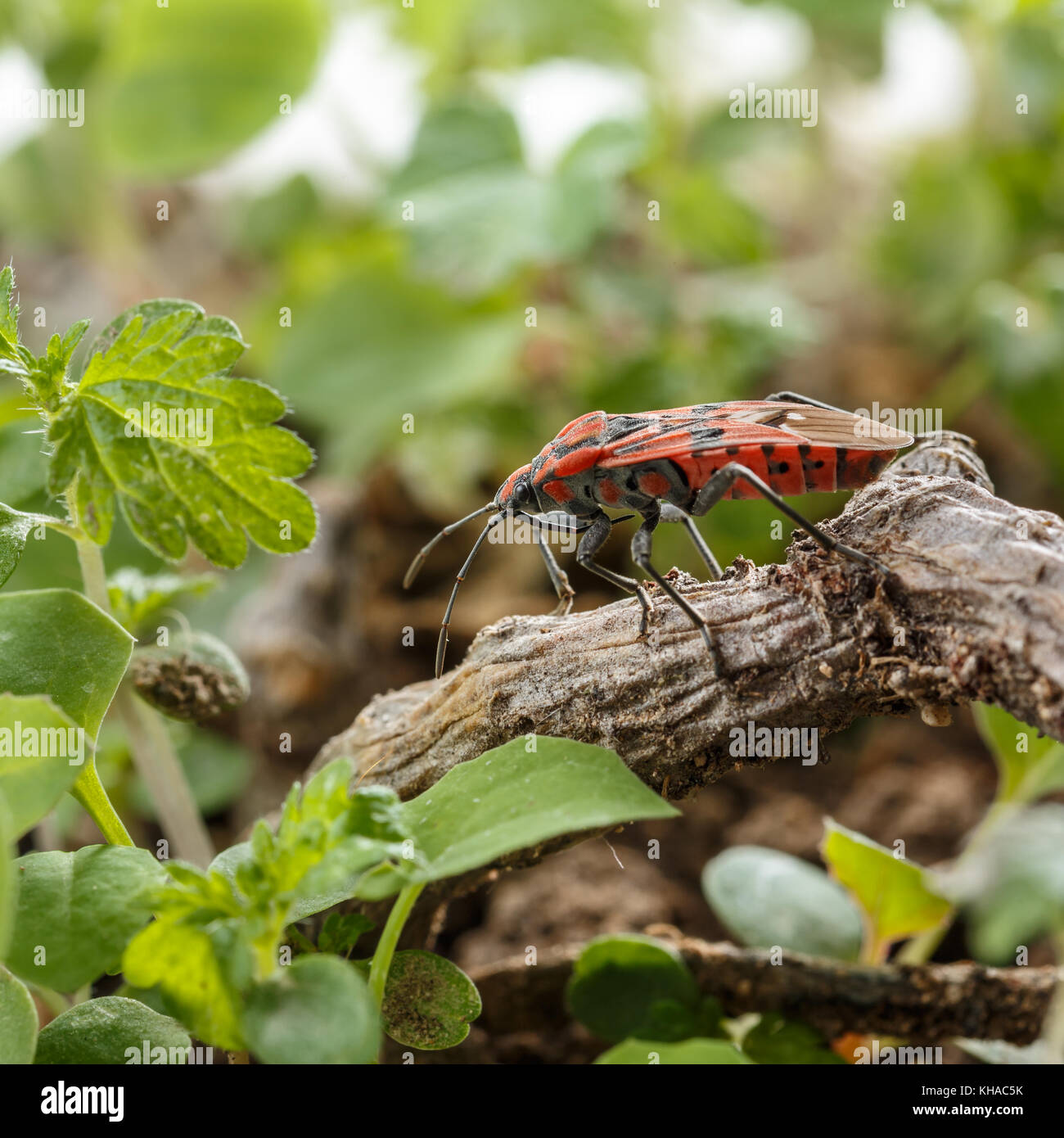Small black and red seed bug at field ground, over a dry stem. Side ...