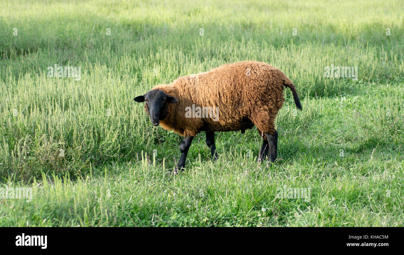 Finn Sheep Standing in Grassy Field Stock Photo - Alamy
