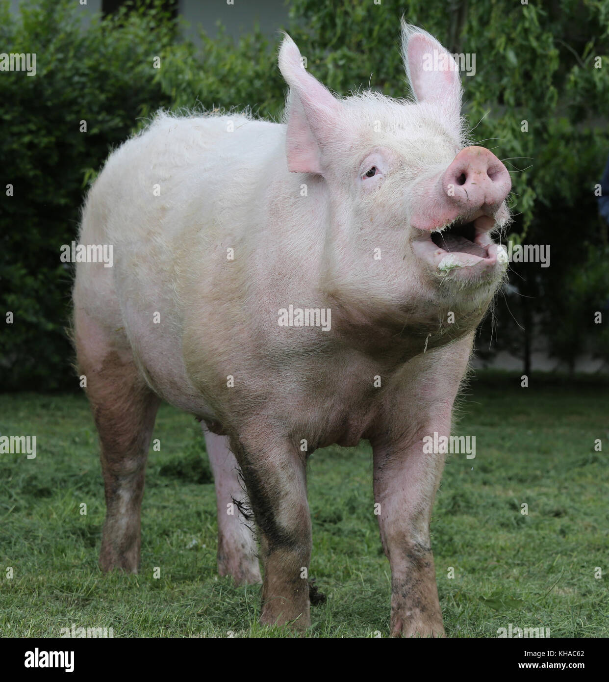 Extreme head shot portrait of a domestic pig sow summertime outdoors ...