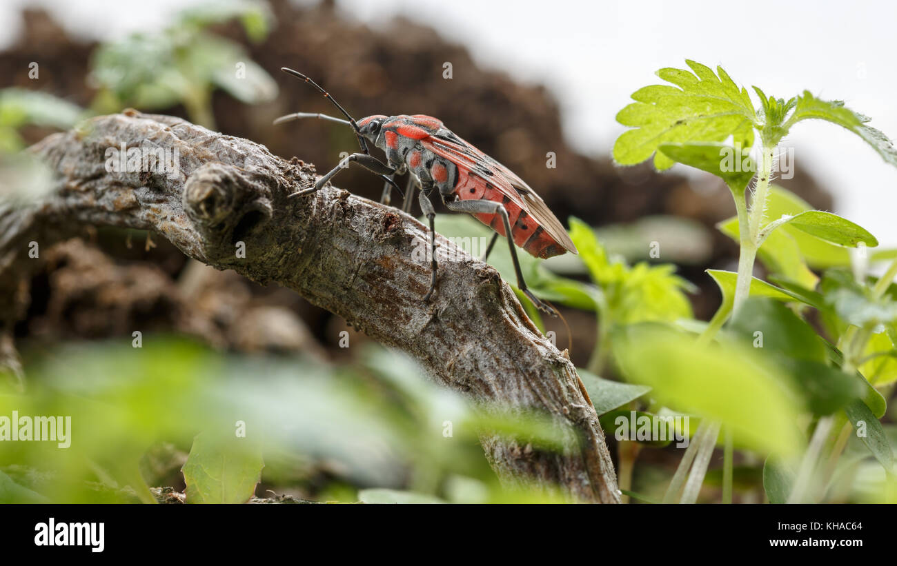 Seed bug crossing a "bridge" formed by a dry stem at field ground ...