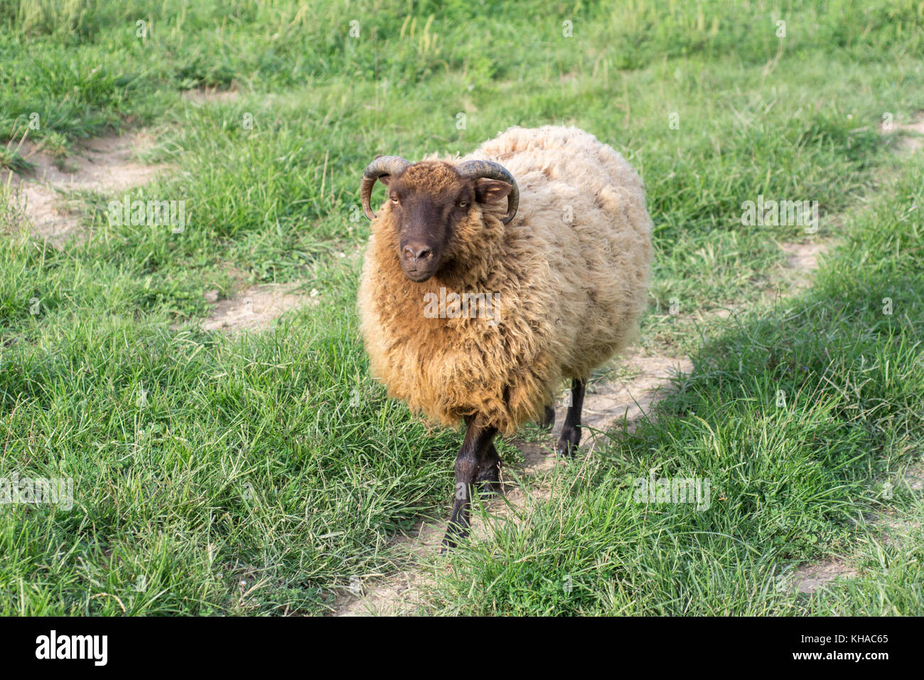 Shetland sheep farming hi-res stock photography and images - Alamy