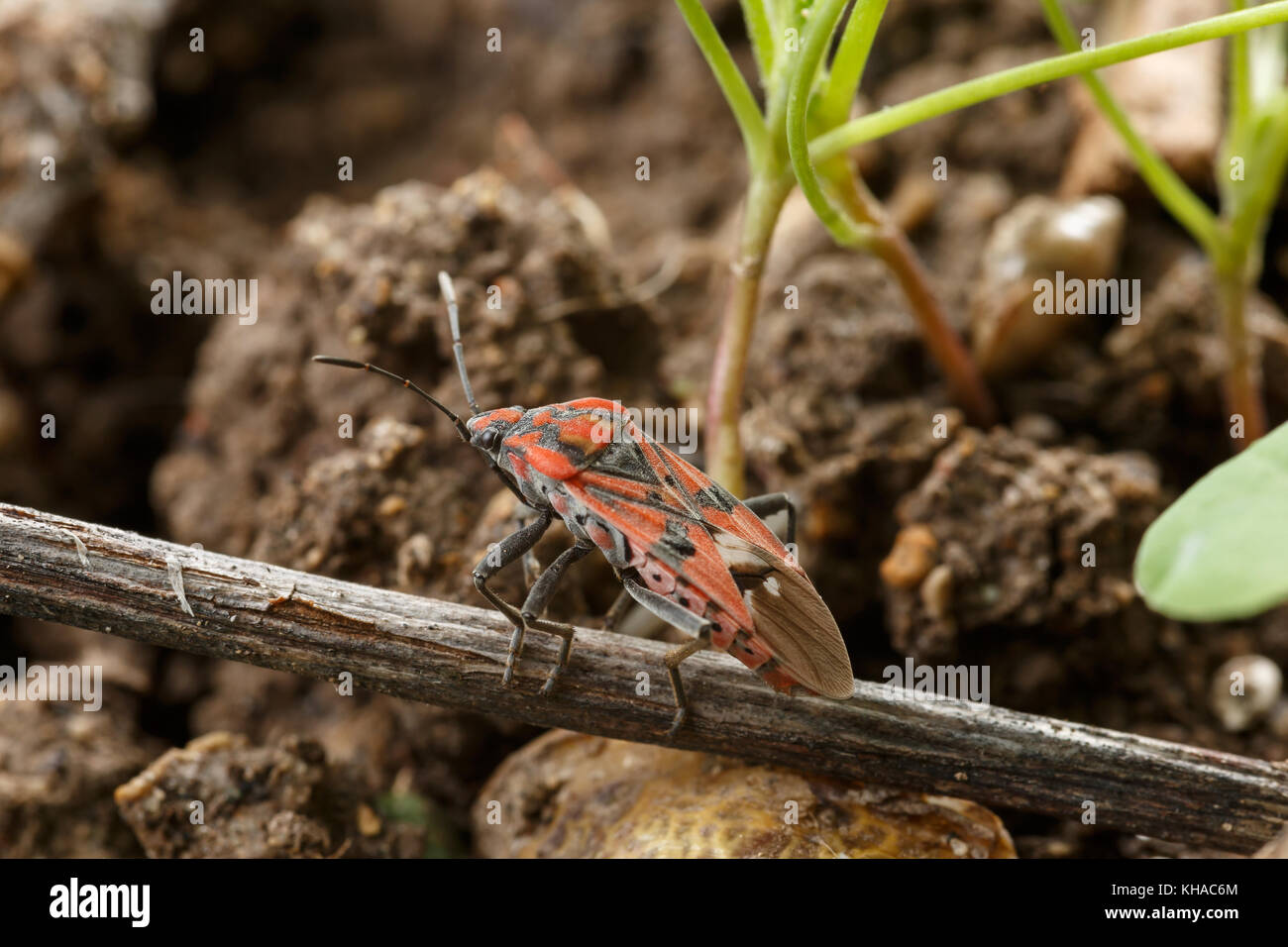 Red and black bug over a tiny dry stem at field ground. Spilostethus ...