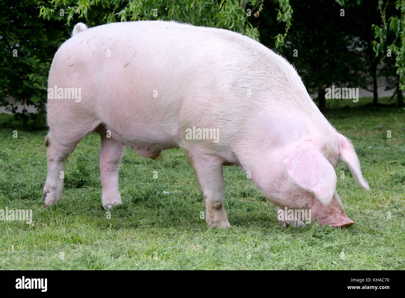 Mighty pig hi-res stock photography and images - Alamy