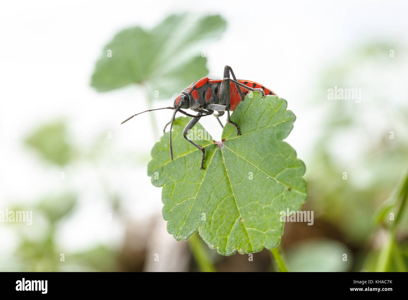 Red bug over a weed leaf, on white background. Spilostethus pandurus is ...