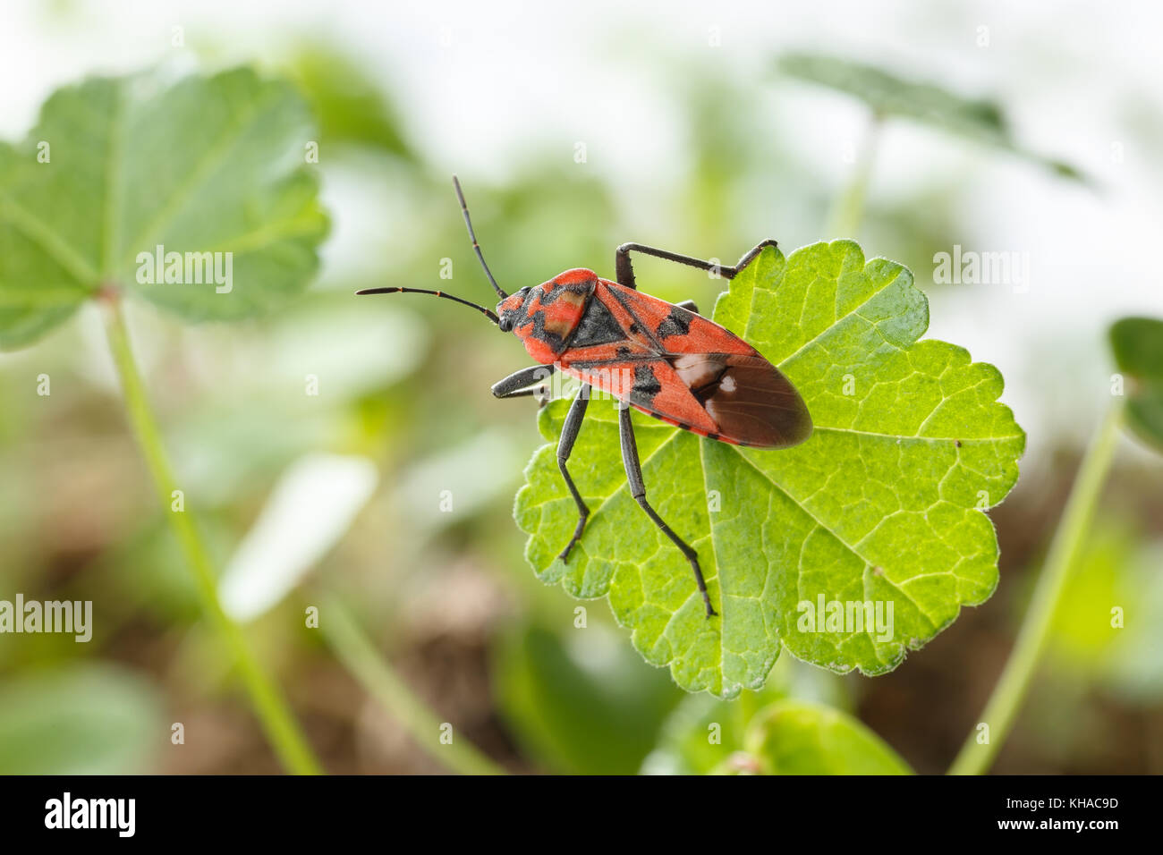 Red insect over a small leaf, upperside view. Spilostethus pandurus is ...