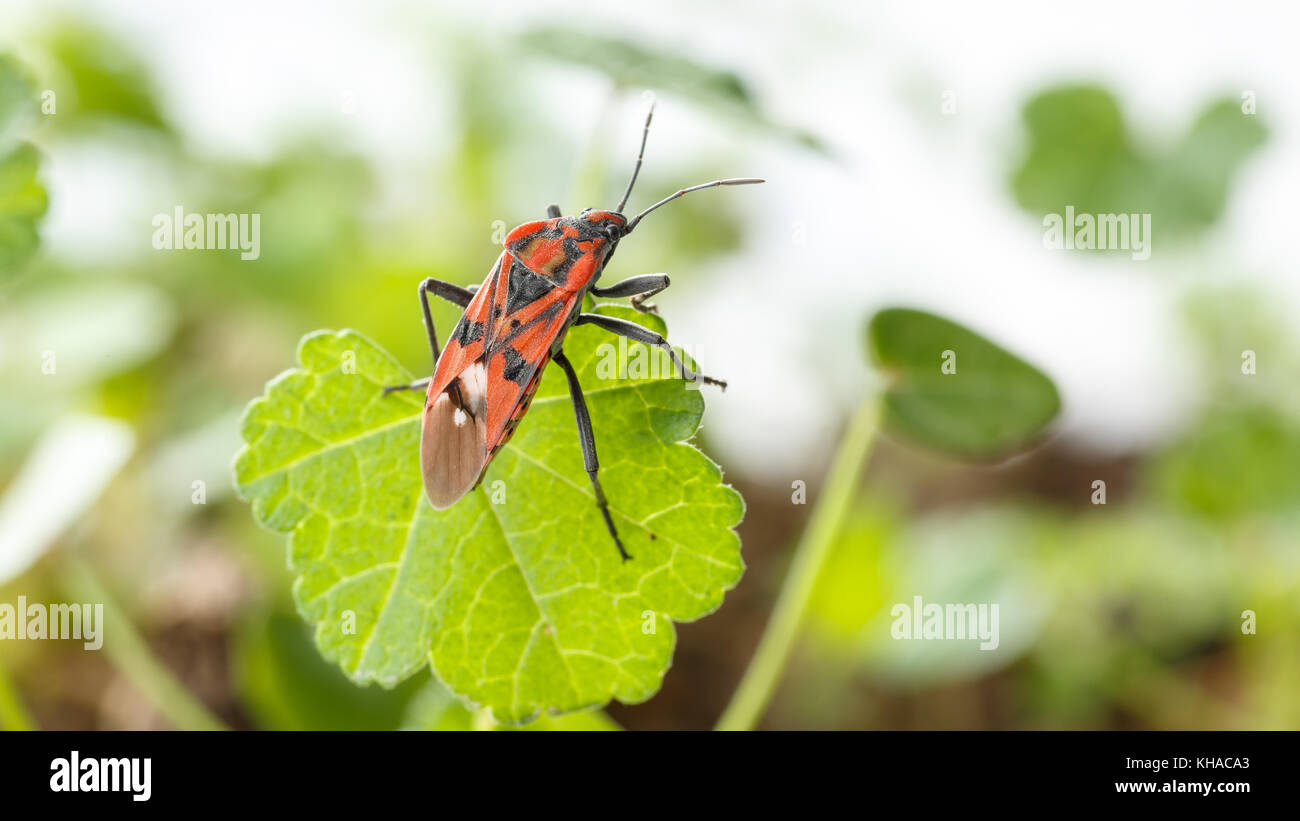 Red insect over a green leaf, side rear view. Spilostethus pandurus is ...