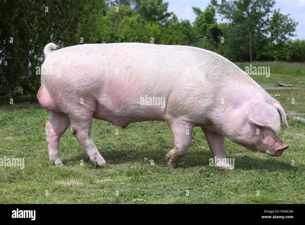 Side view photo of a young domestic pig sow on animal farm summertime ...