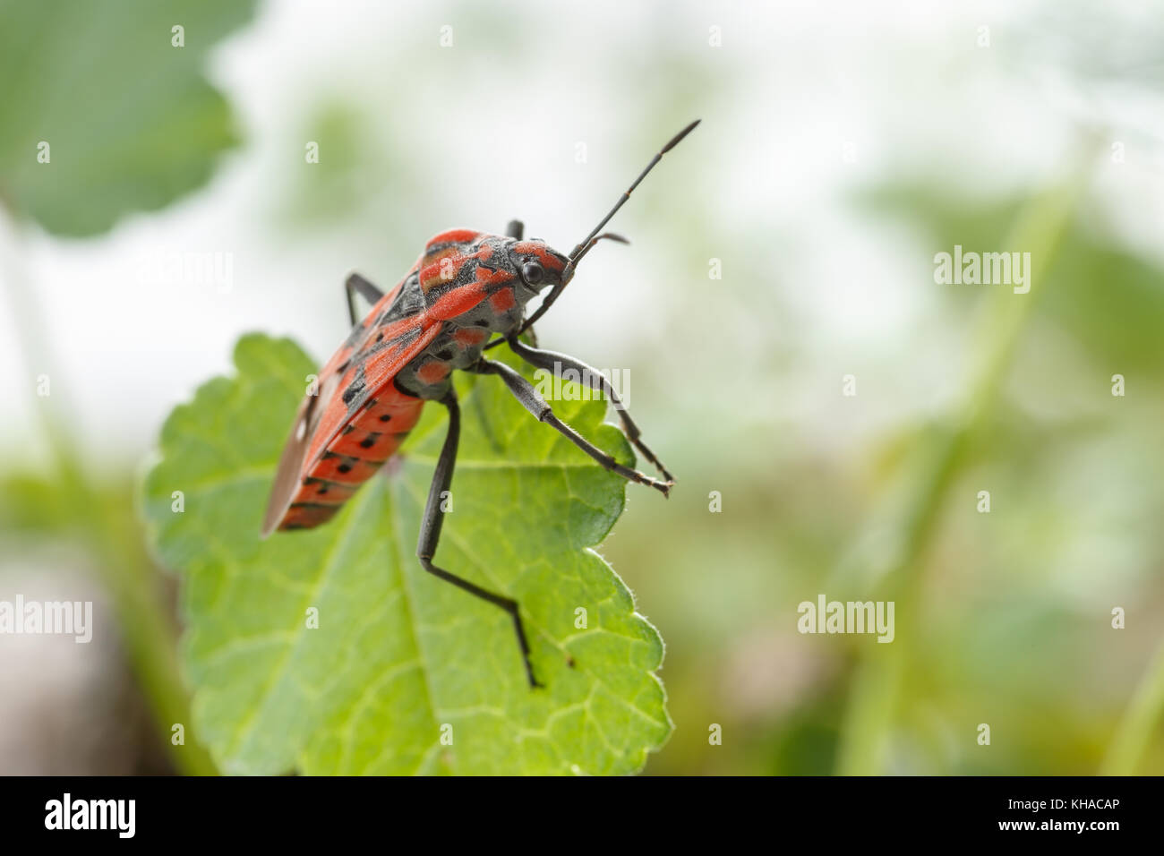 Black and red bug on a leaf hi-res stock photography and images - Alamy