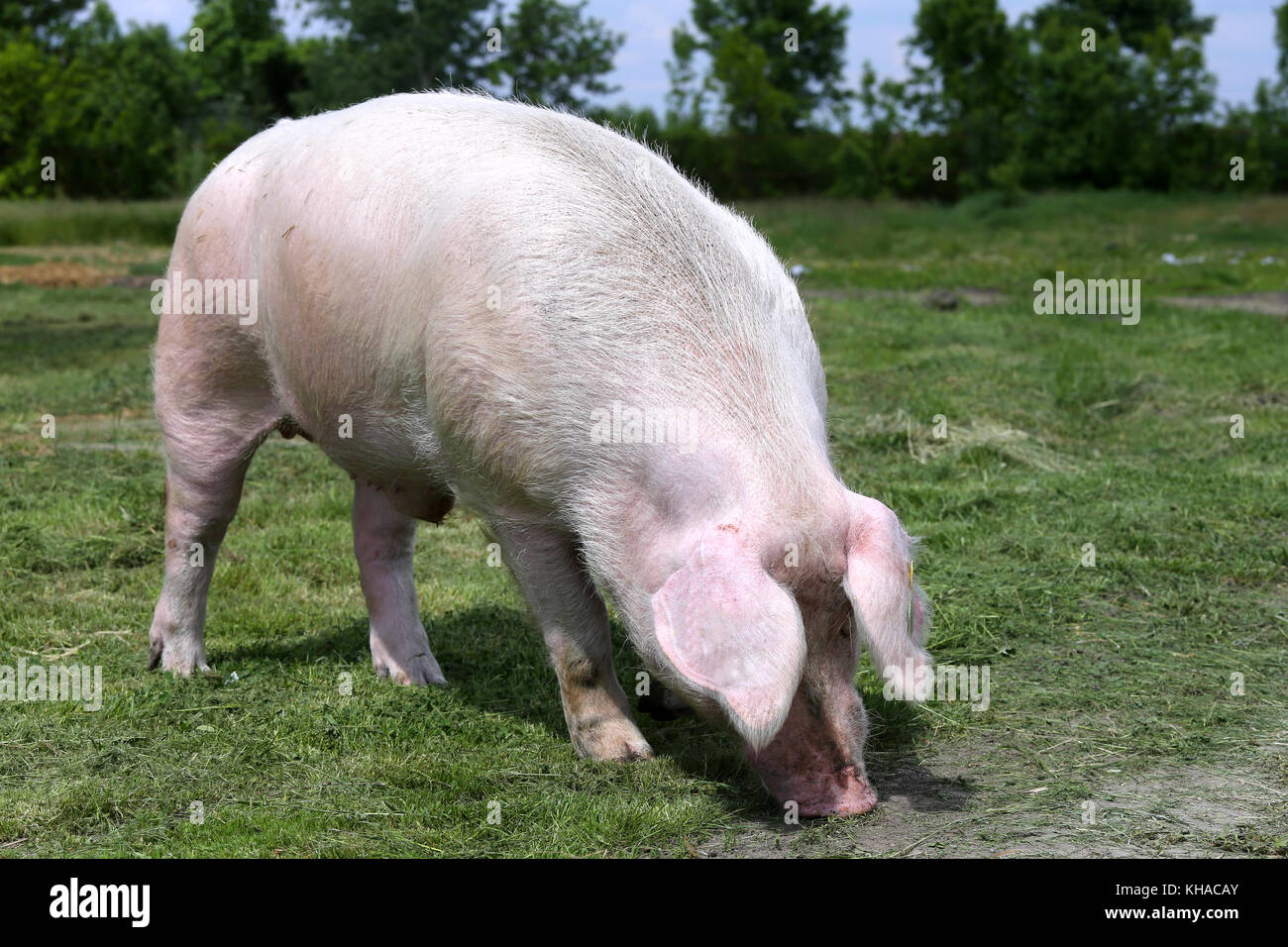 On farm pigs bred pig hi-res stock photography and images - Alamy