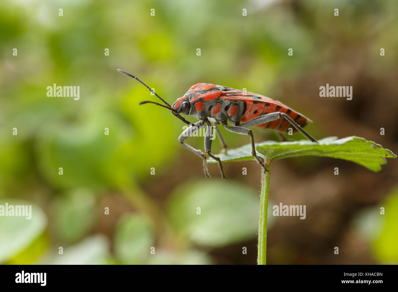 Beautiful seed bug over a small green leaf at garden weed. Side view of ...