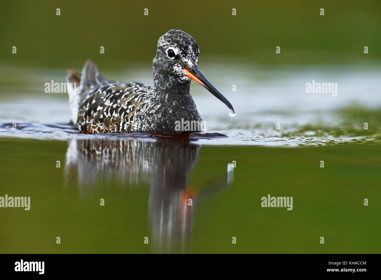 Spotted Redshank (Tringa erythropus), floating, National Park Kiskunsag ...