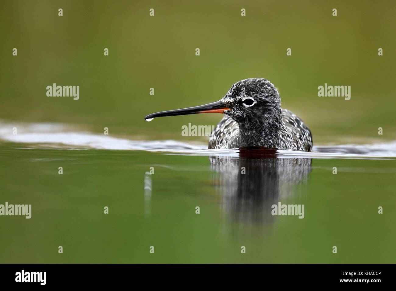 Spotted Redshank (Tringa erythropus), floating, National Park Kiskunsag ...