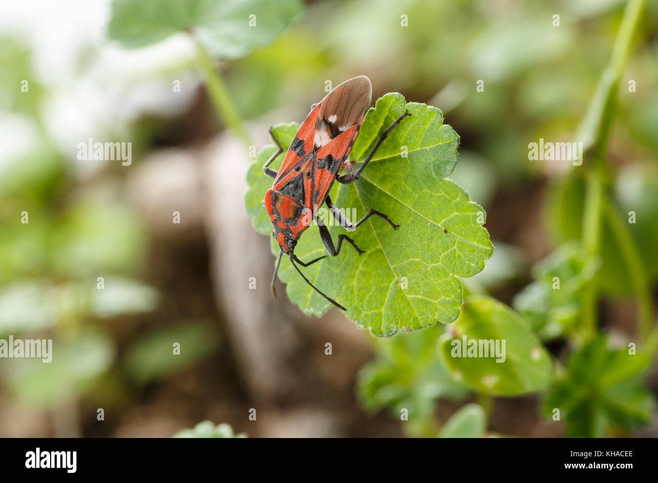 Seed bug hanging on a little leaf at garden weed. Upperside close-up of ...