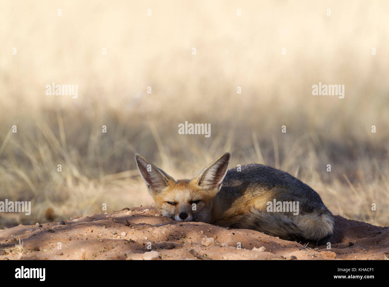 Cape Fox (Vulpes chama), resting at its burrow, Kalahari Desert ...