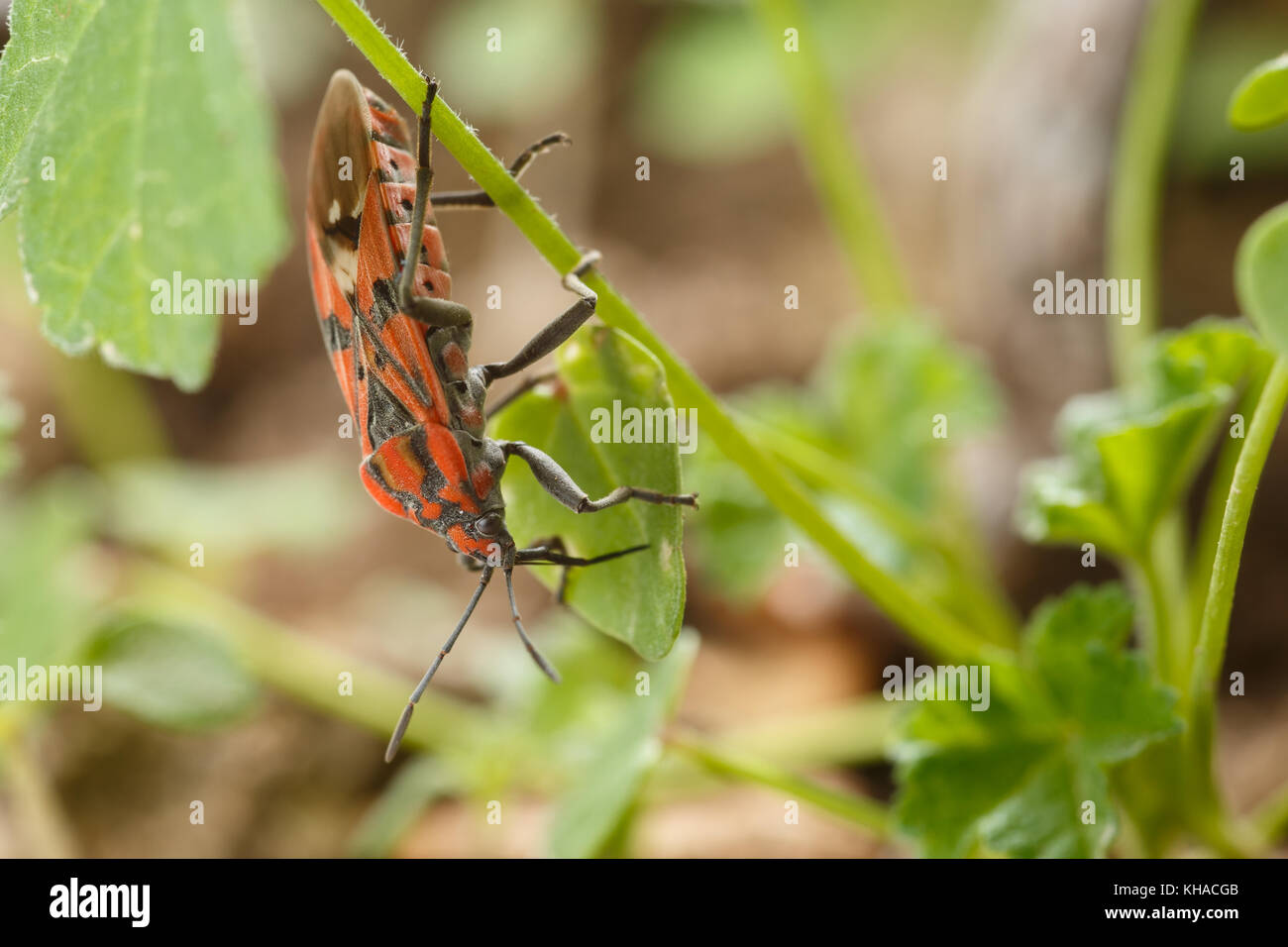 Red and black insect hanging upside down of a tiny stem of garden weed ...