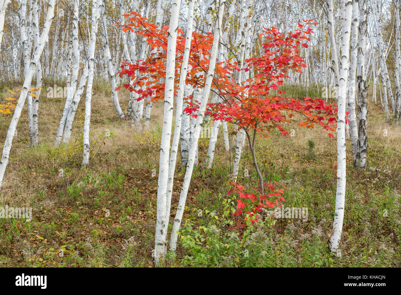 Birch maple trees fall autumn colour hi-res stock photography and ...