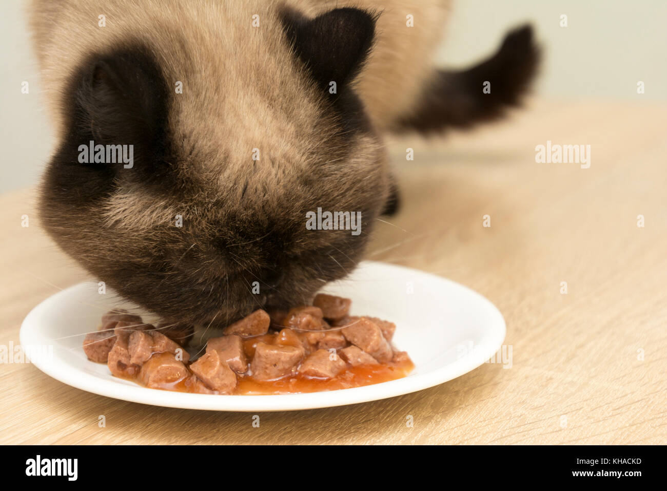 Animalfoodbowl hi-res stock photography and images - Alamy