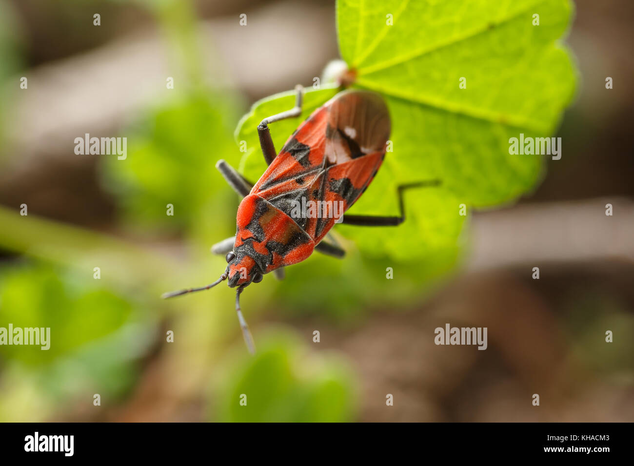 Red bug over a green leaf. Macro view of insect Spilostethus pandurus ...