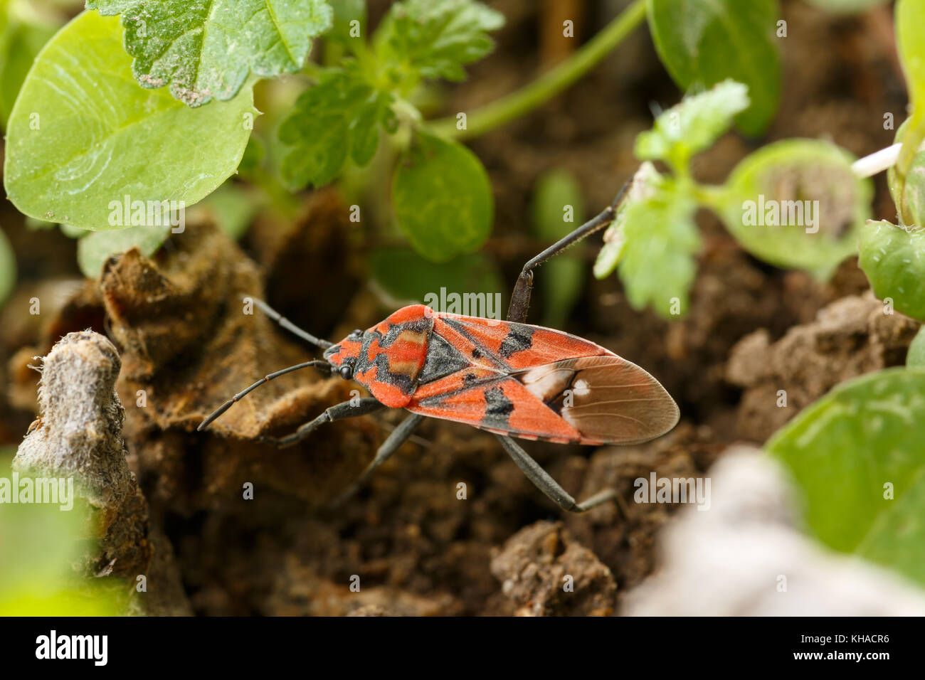 Small insect (seed bug Spilostethus pandurus) get down from garden's ...