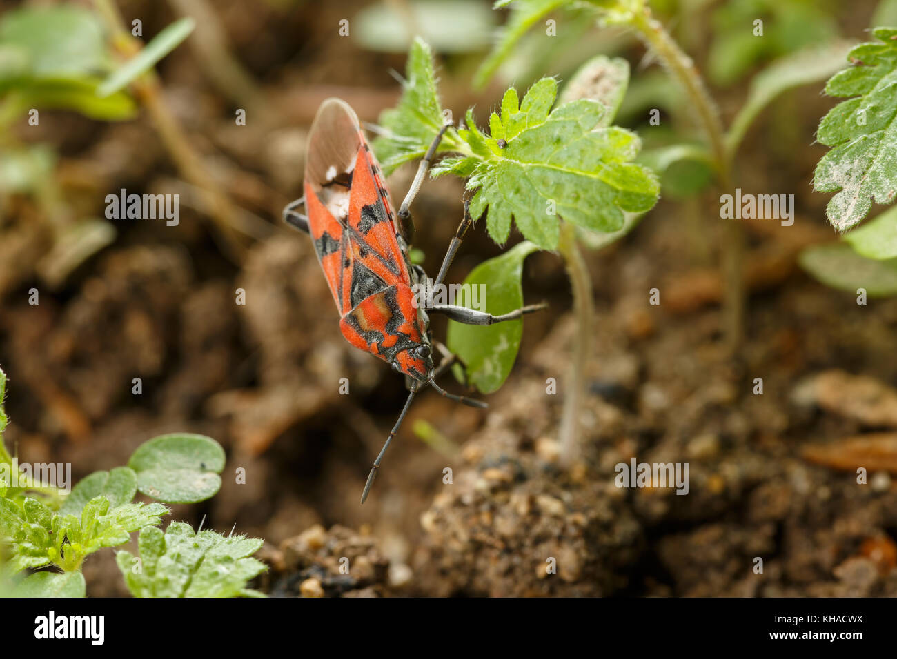 Seed bug get down from garden's weed to ground. Wildlife macro ...
