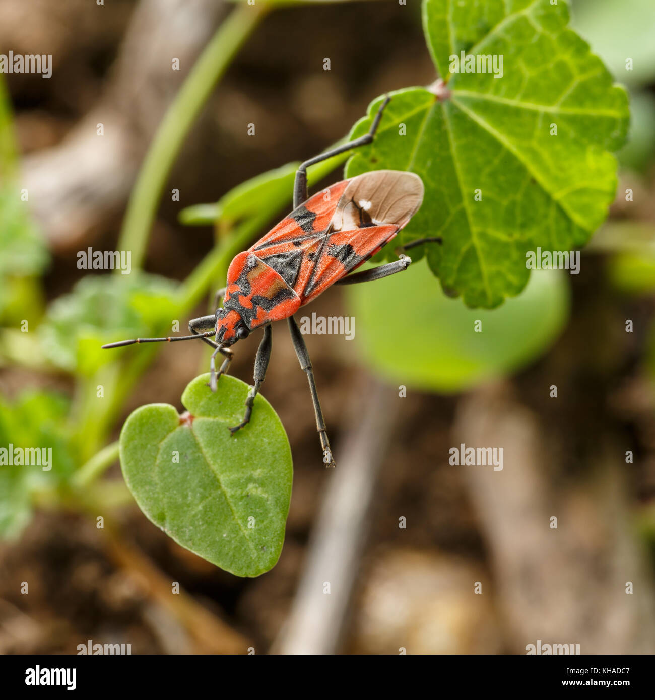 Red bug walking through different weed leaves. Wildlife macro ...