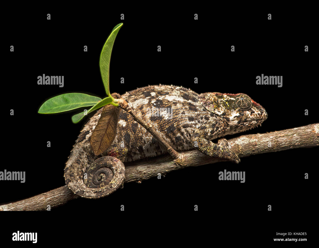 Short-horn chameleon (Calumma crypticum), endemic, Anjozorobe National ...