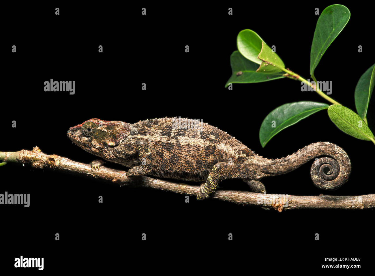 Short-horn chameleon (Calumma crypticum), endemic, Anjozorobe National ...
