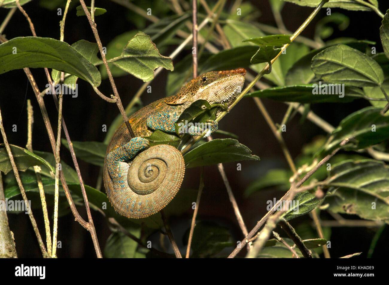Short-horn chameleon (Calumma crypticum), endemic, Anjozorobe National ...