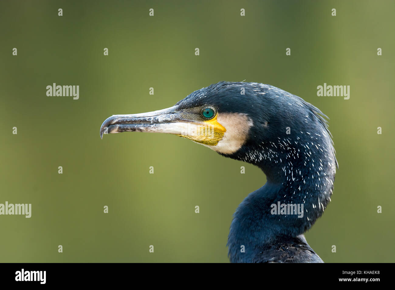 Large colourful bird hi-res stock photography and images - Alamy