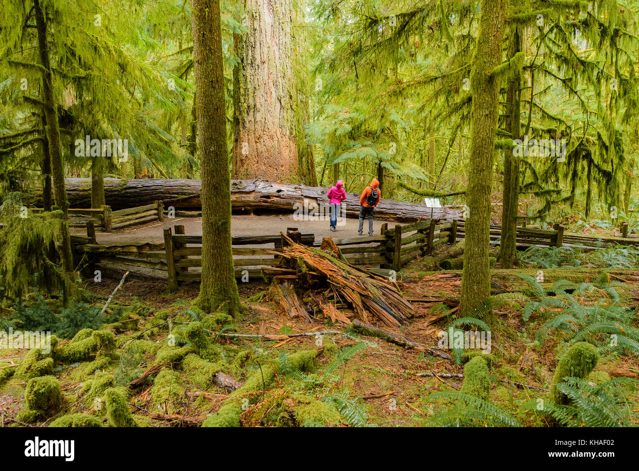 Big Tree Grove High Resolution Stock Photography and Images - Alamy