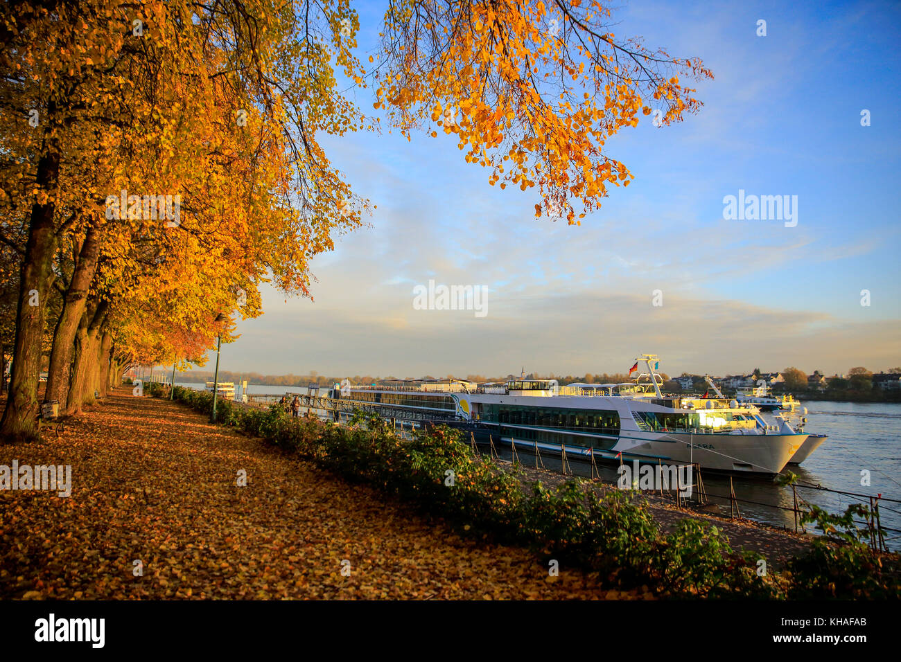 Colorful leaves on trees in autumn on the bank of Rhine River at Bonn ...