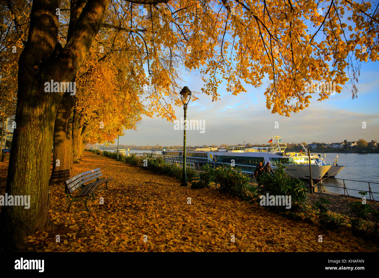 Colorful leaves on trees in autumn on the bank of Rhine River at Bonn ...