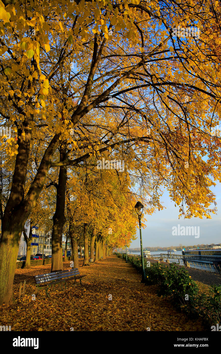 Colorful leaves on trees in autumn on the bank of Rhine River at Bonn ...