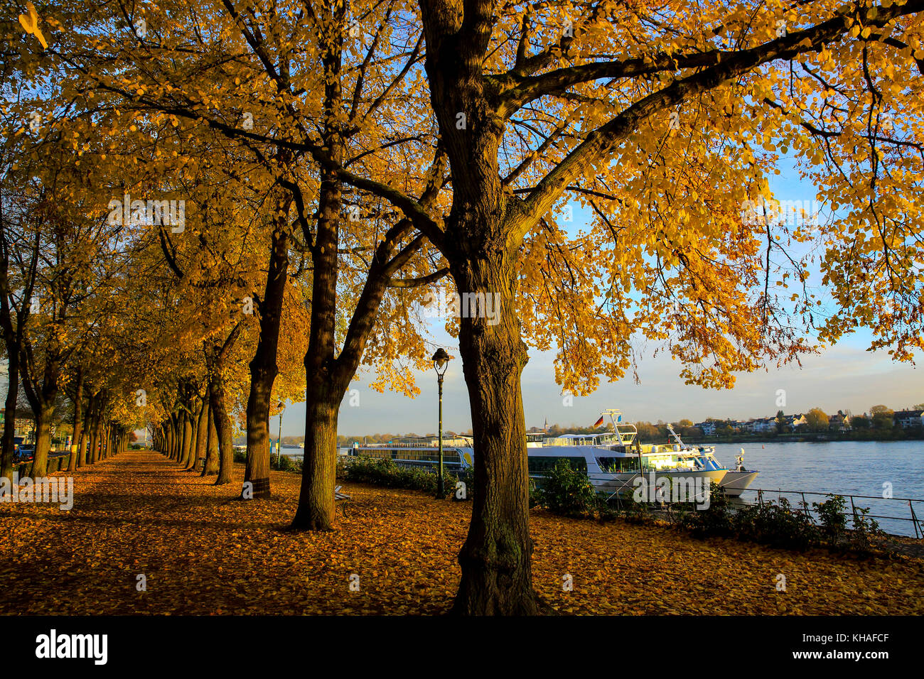 Colorful leaves on trees in autumn on the bank of Rhine River at Bonn ...